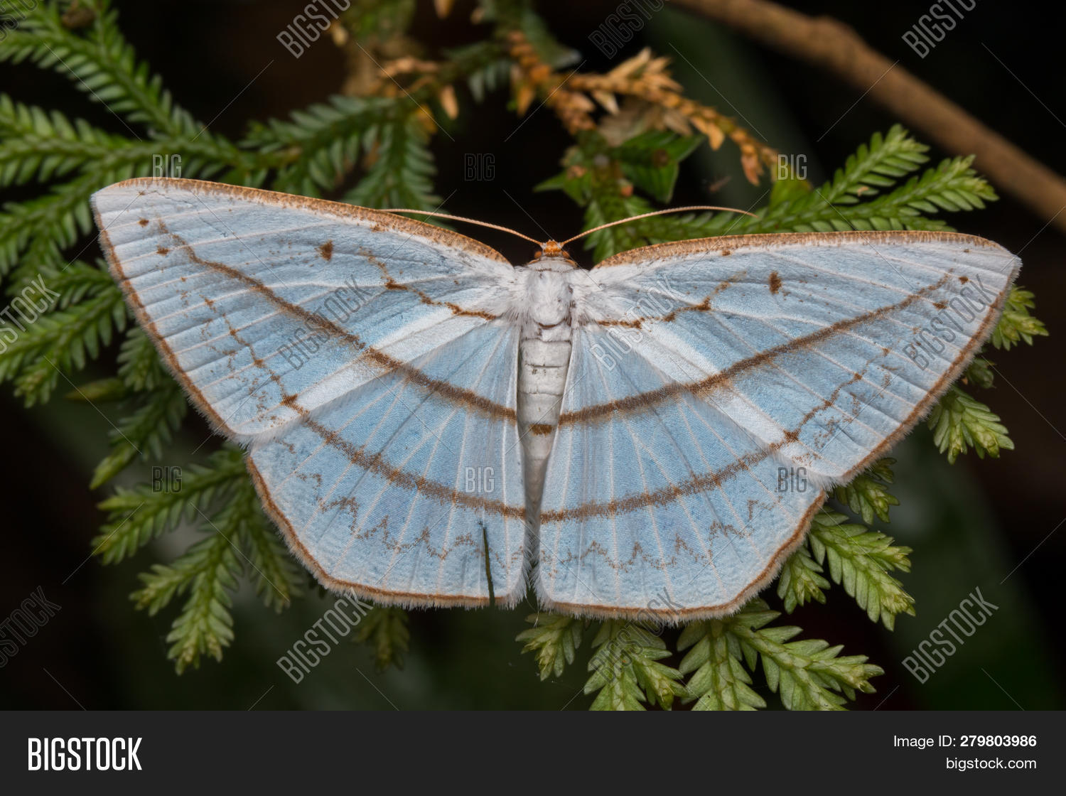 Nature Scene Moth Image & Photo (Free Trial) | Bigstock
