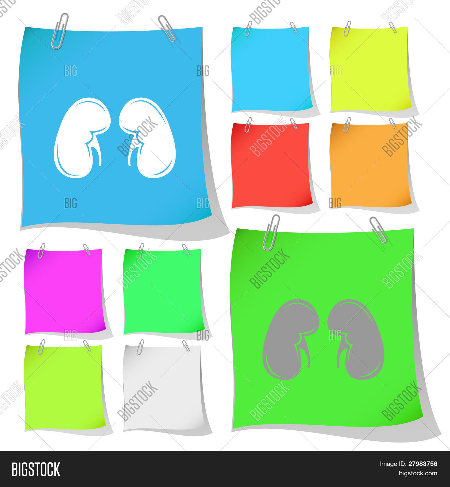 Kidneys. Vector Note Vector & Photo (Free Trial) | Bigstock