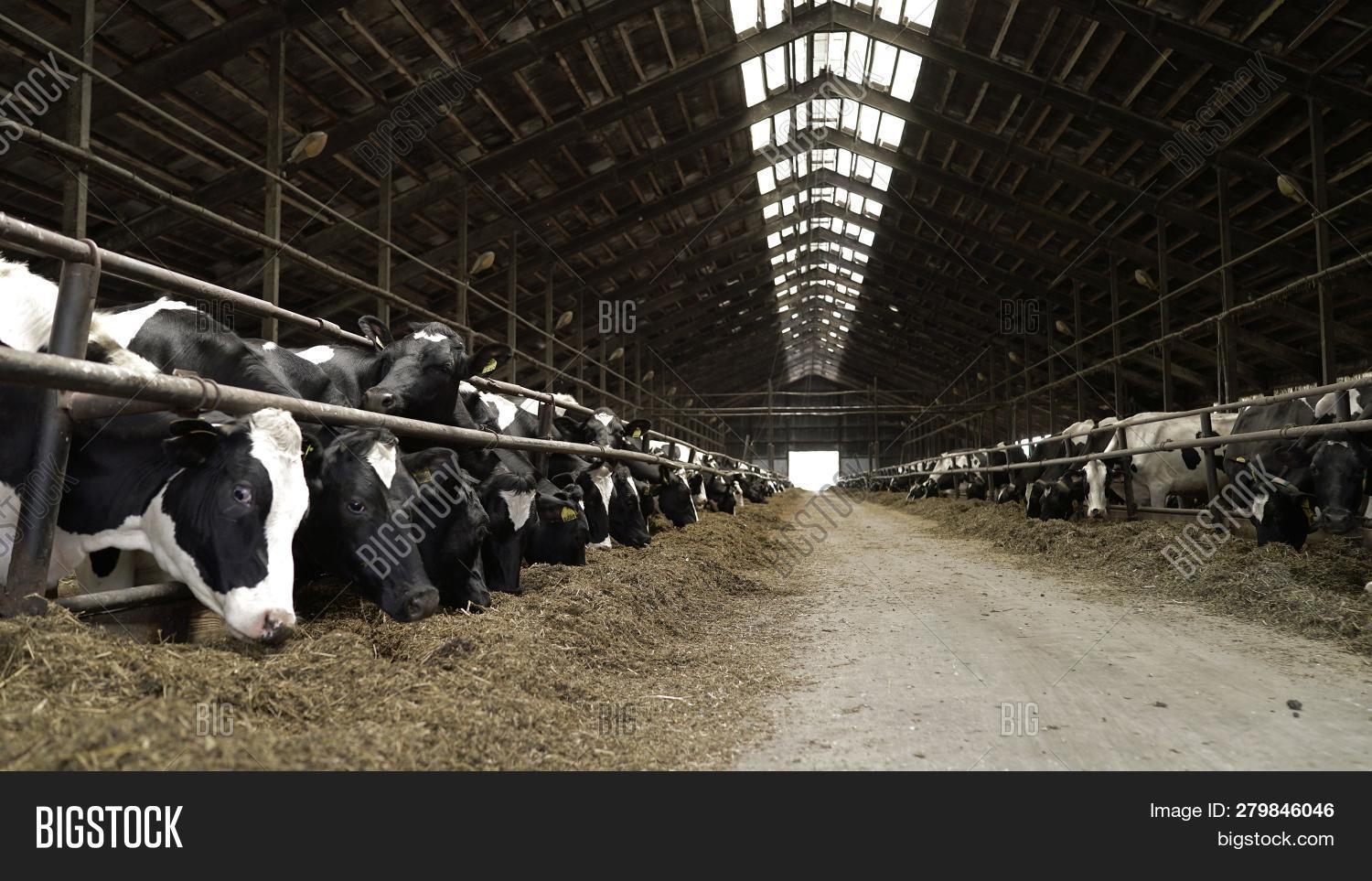 Cows Feeding Process Image & Photo (Free Trial) | Bigstock