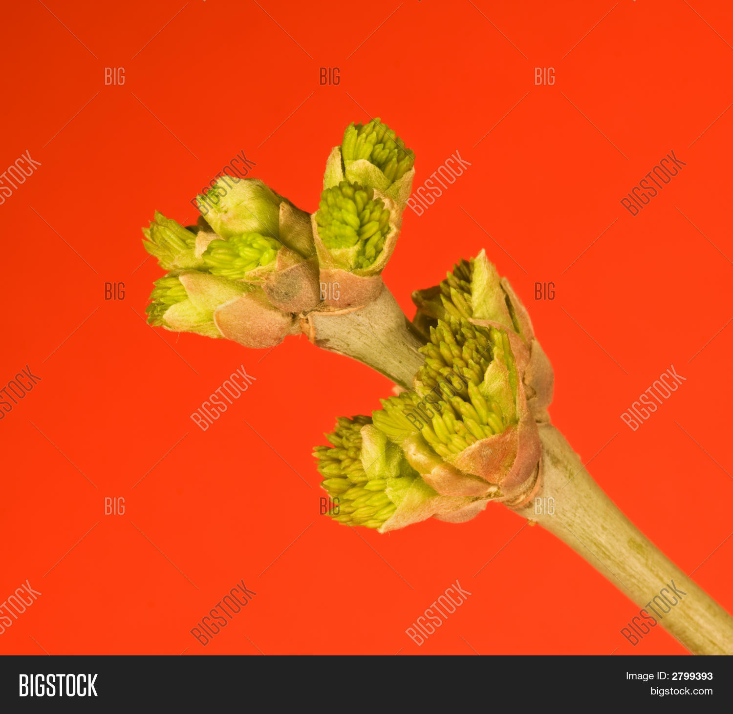 Budding Branch Tip Image & Photo (Free Trial) | Bigstock