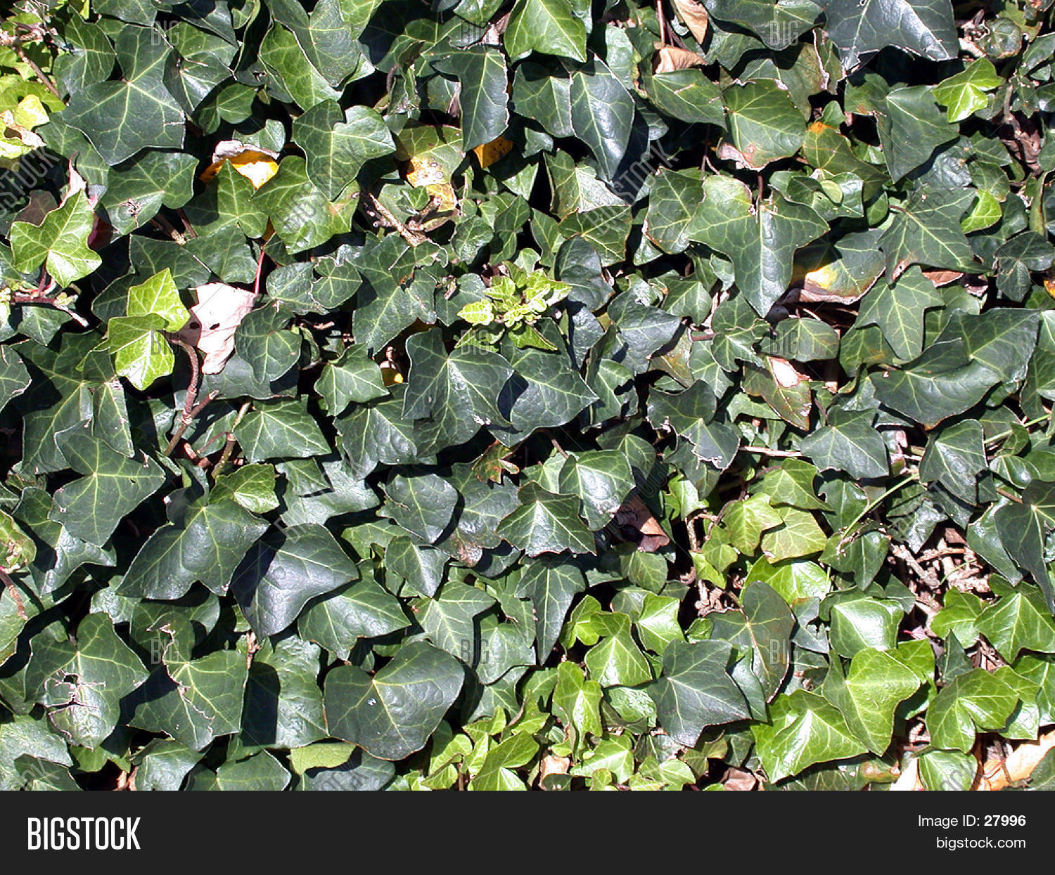English Ivy Image & Photo (Free Trial) | Bigstock