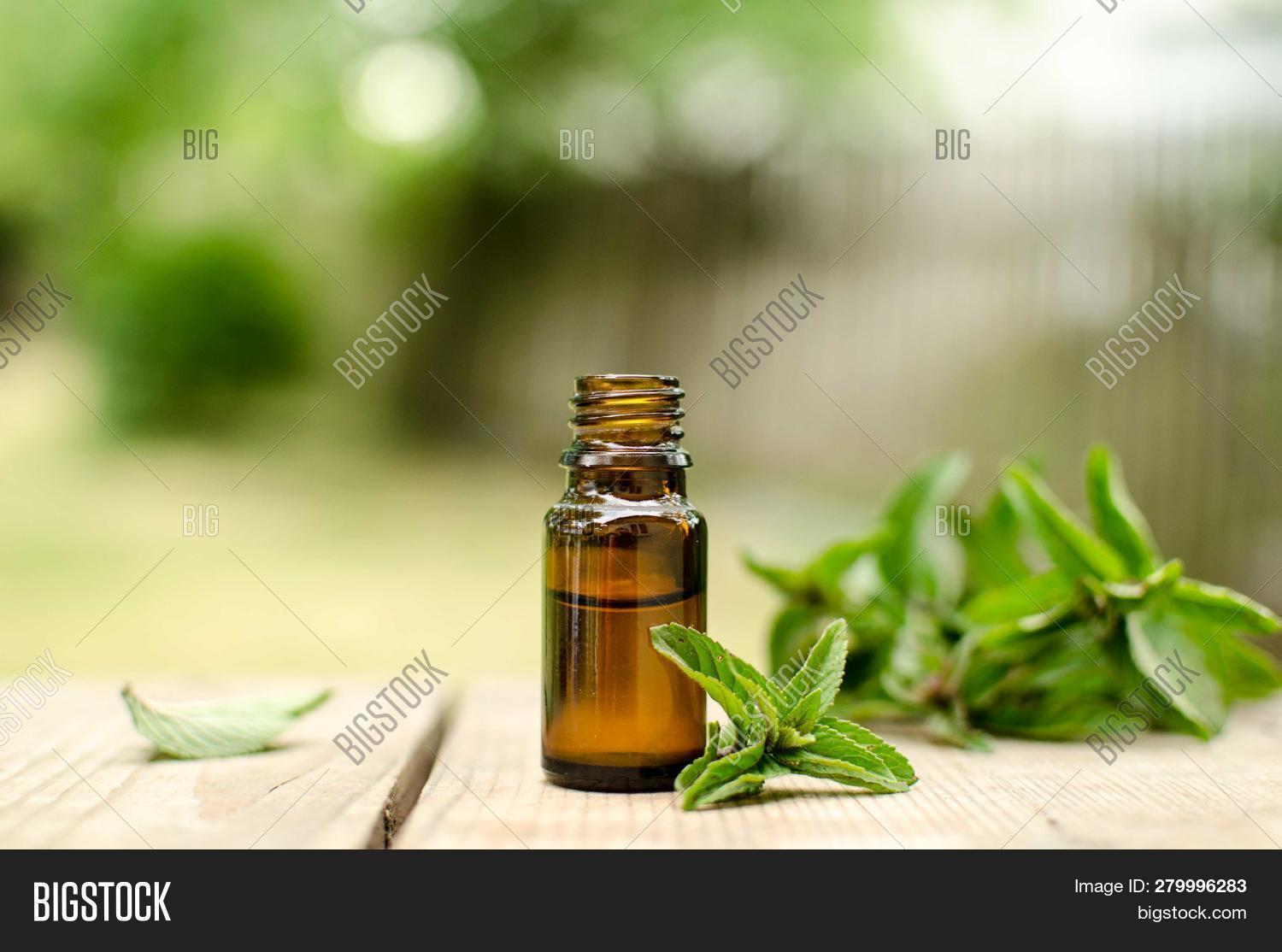 Natural Mint Essential Image & Photo (Free Trial) | Bigstock