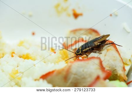 Dirty Food / Image & Photo (Free Trial) | Bigstock