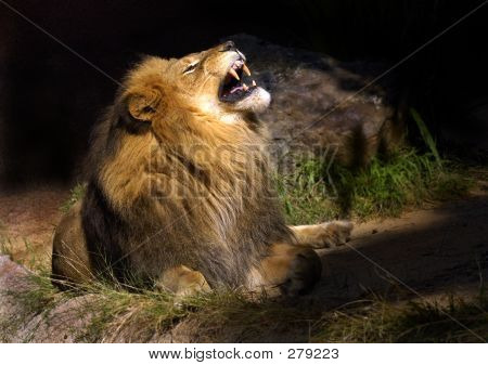 Mad Lion Image & Photo (Free Trial) | Bigstock
