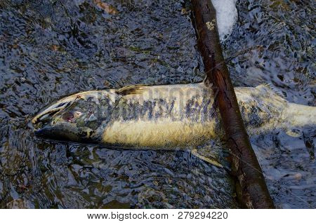 Rotting Chum Salmon Image & Photo (Free Trial) | Bigstock
