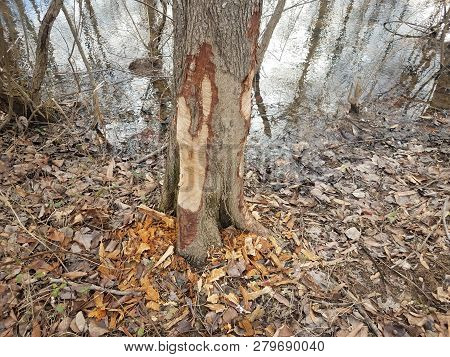Beaver Bite Marks On Image & Photo (Free Trial) | Bigstock
