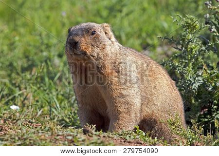 Funny Groundhog Fluffy Image & Photo (Free Trial) | Bigstock