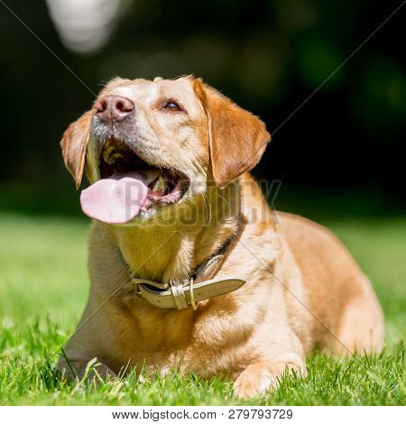 Labrador Lying On Image & Photo (Free Trial) | Bigstock