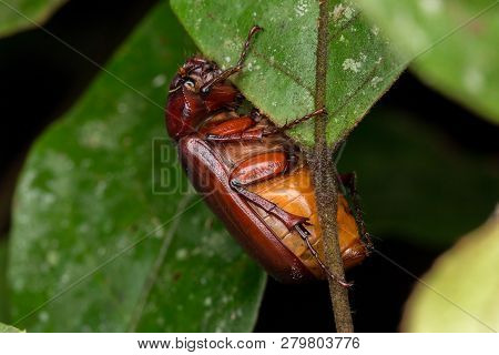 Adorable Brown Scarab Image & Photo (Free Trial) | Bigstock