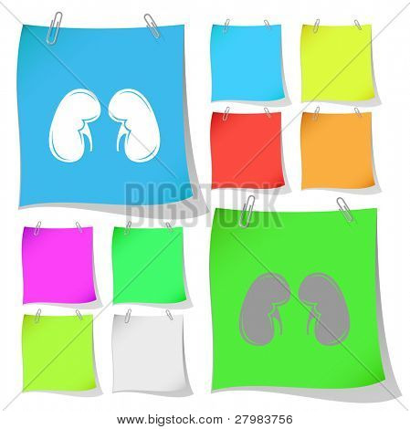 Kidneys. Vector Note Vector & Photo (Free Trial) | Bigstock