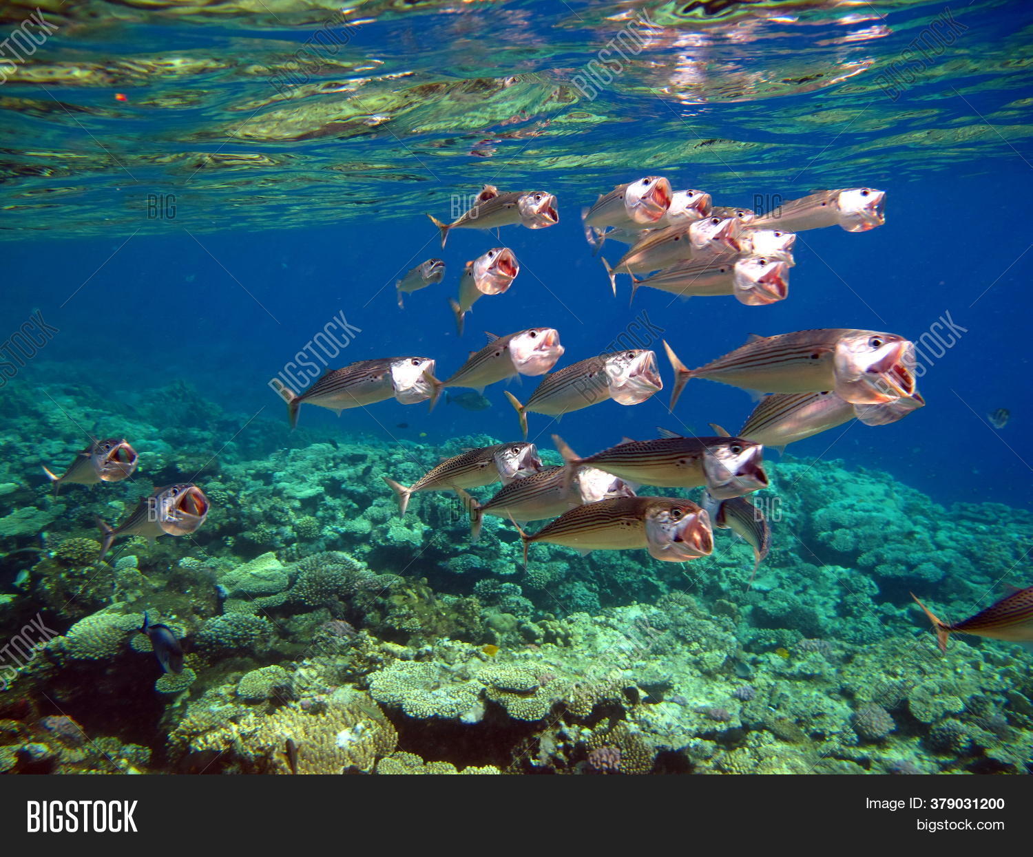 Fish . Mackerel. South Image & Photo (Free Trial) | Bigstock