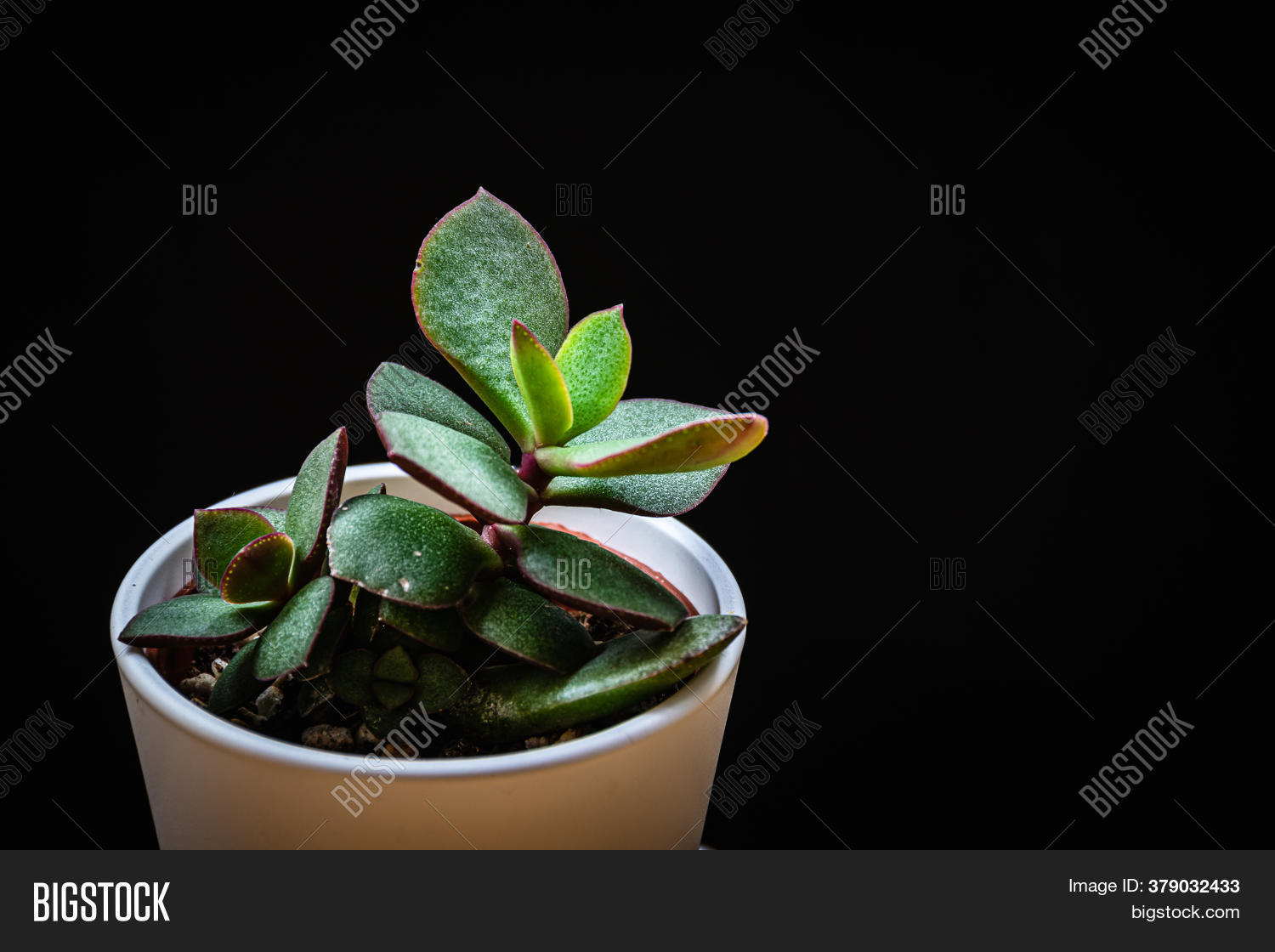 Small Jade Plant ( Image & Photo (Free Trial) | Bigstock