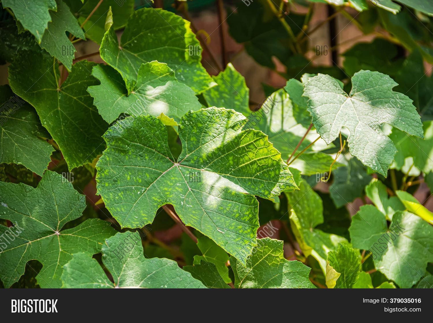 Green Grape Leaves Image & Photo (Free Trial) | Bigstock