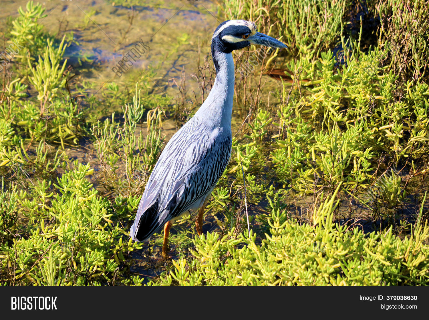 Heron Bird Which Known Image & Photo (Free Trial) | Bigstock