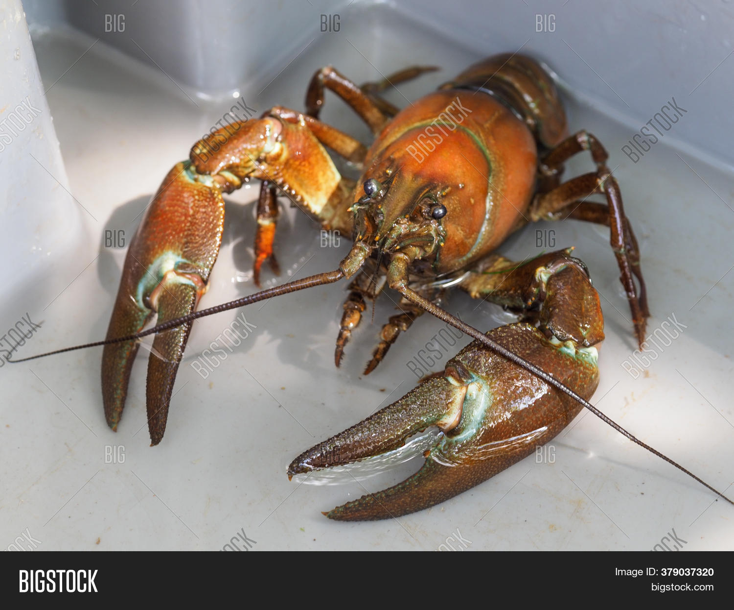 Signal Crayfish, Image & Photo (Free Trial) | Bigstock