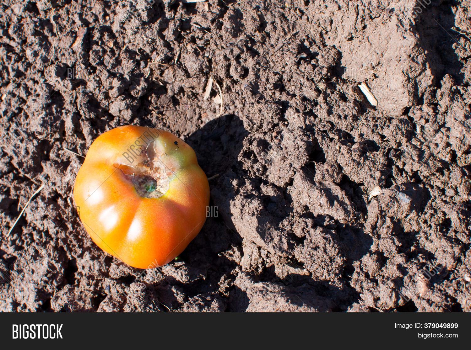 Decomposing Kitchen Image & Photo (Free Trial) | Bigstock