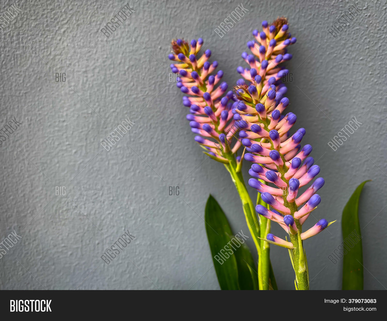 Aechmea Gamosepala On Image & Photo (Free Trial) | Bigstock