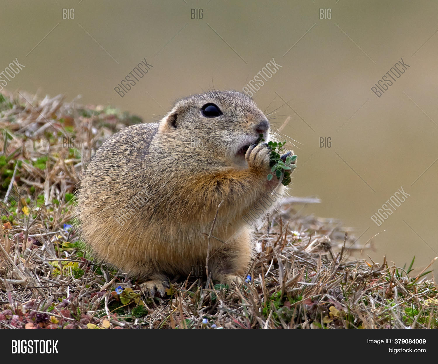 European Ground Image & Photo (Free Trial) | Bigstock
