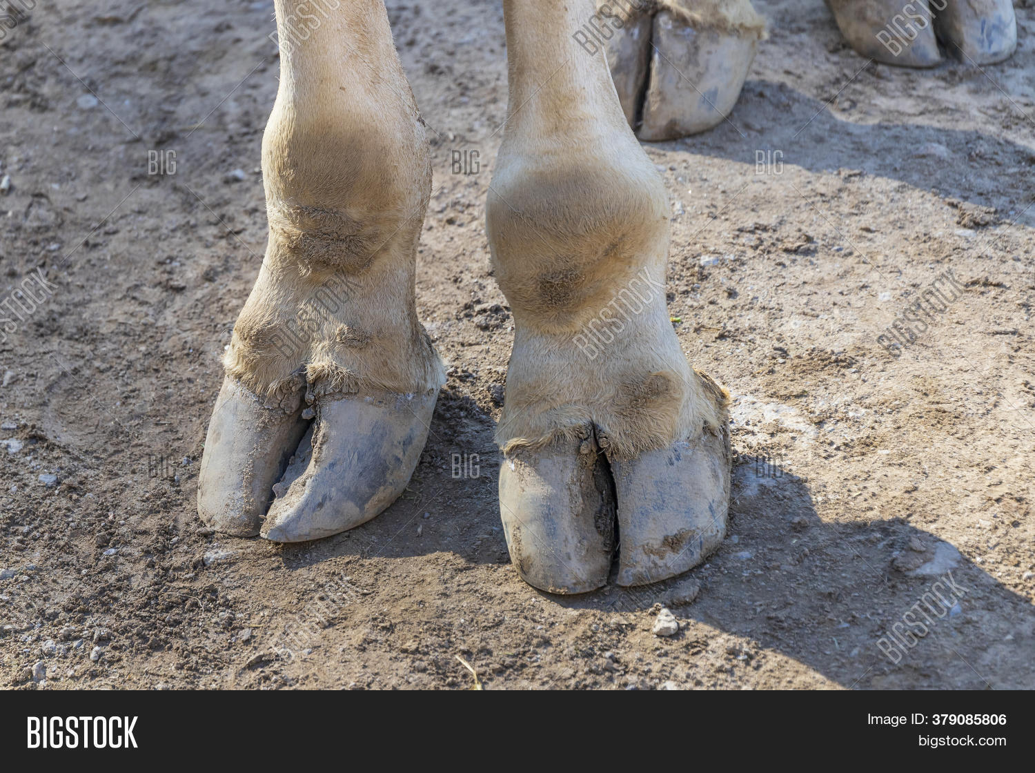 Detail Hooves Giraffe Image & Photo (Free Trial) | Bigstock