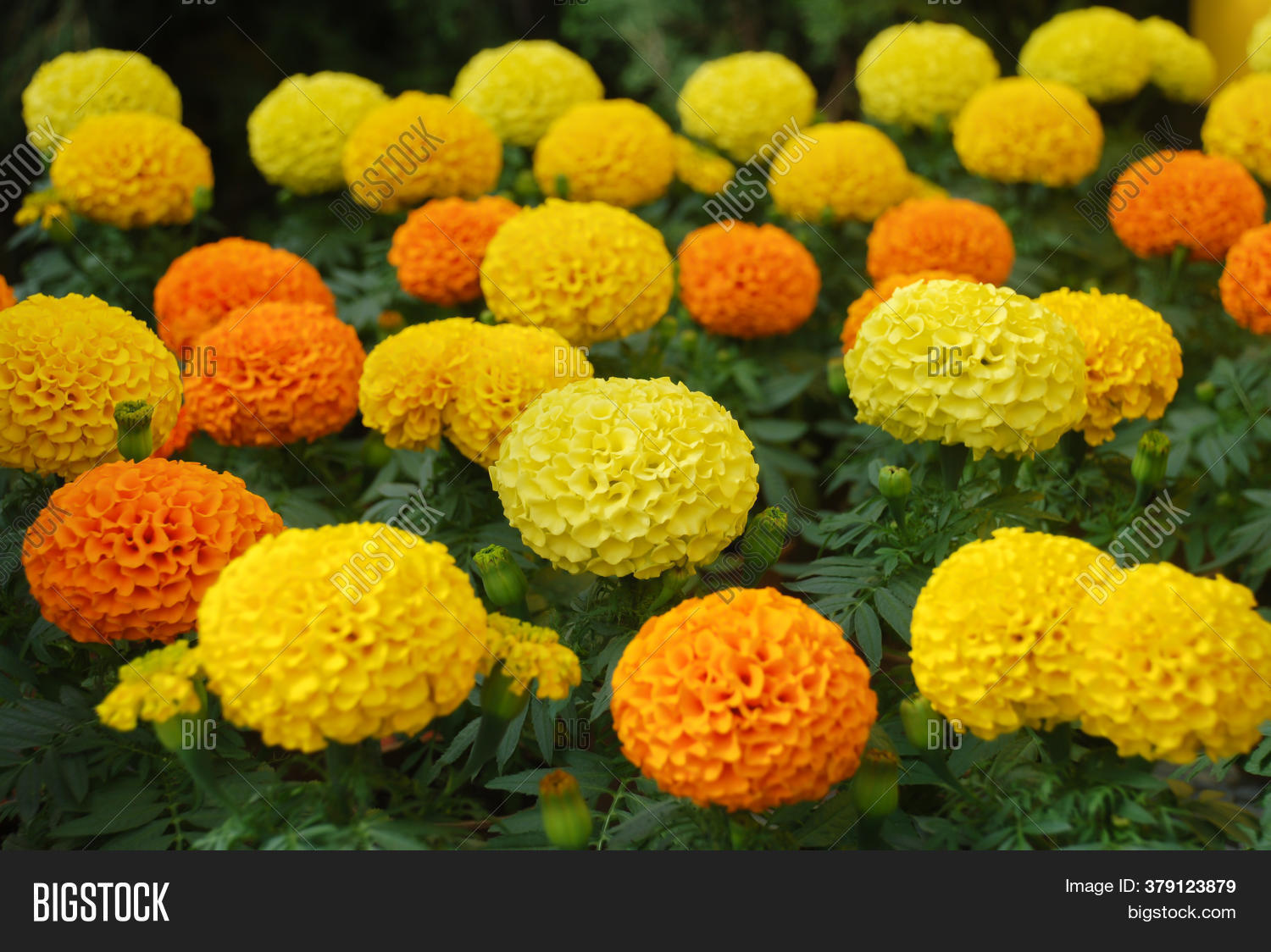 Marigolds Mixed Color Image & Photo (Free Trial) | Bigstock