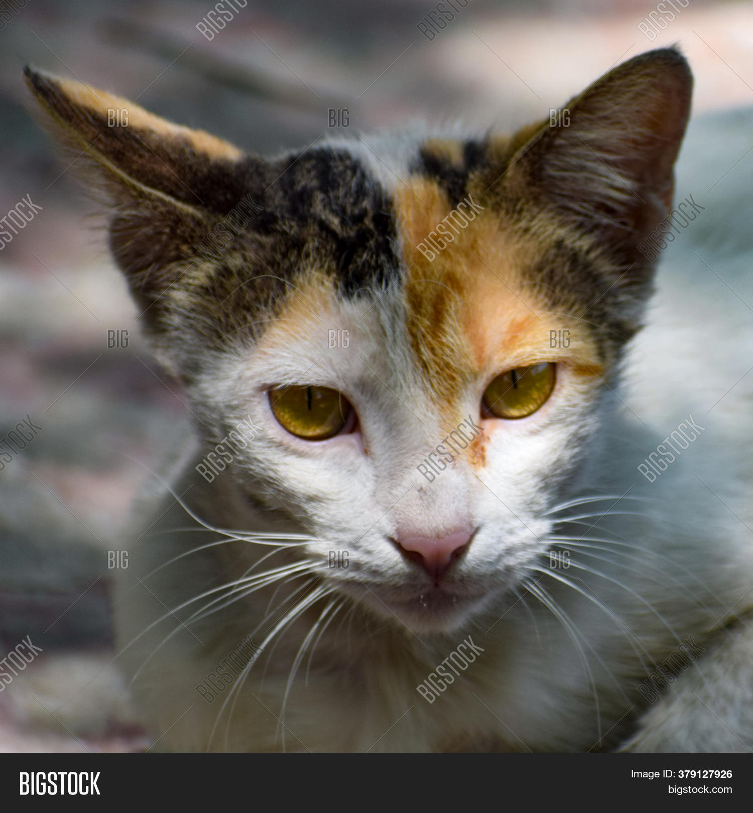 White Stray Cat Image & Photo (Free Trial) | Bigstock