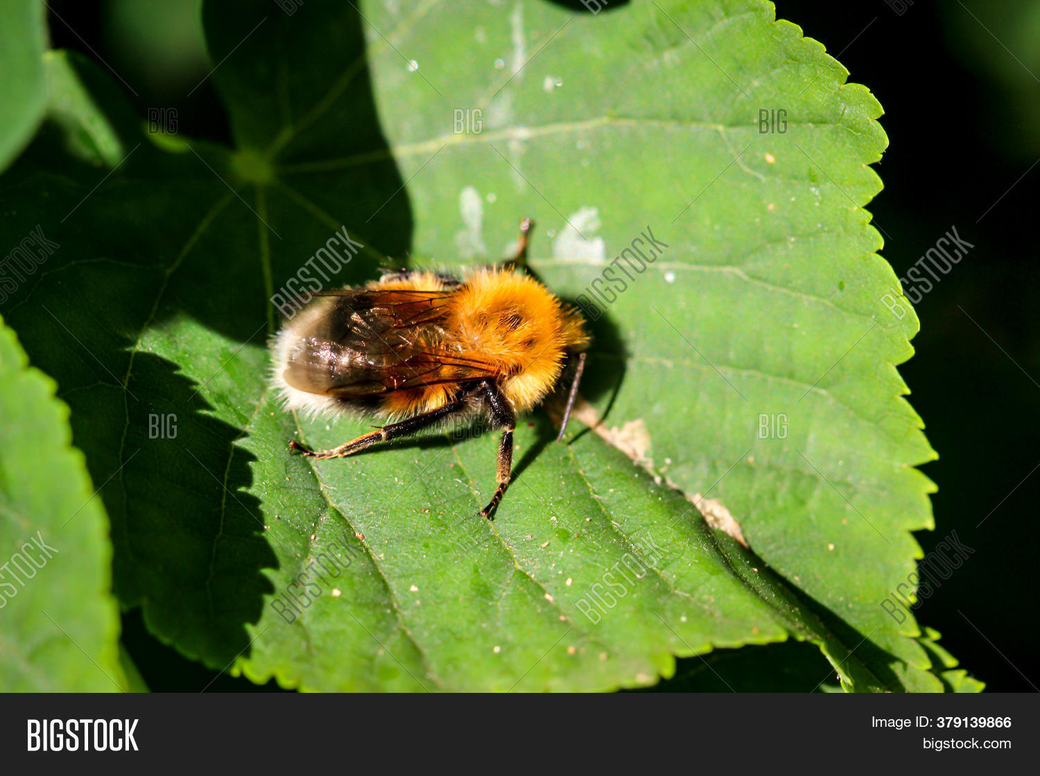 Close Bee-like Insect Image & Photo (Free Trial) | Bigstock