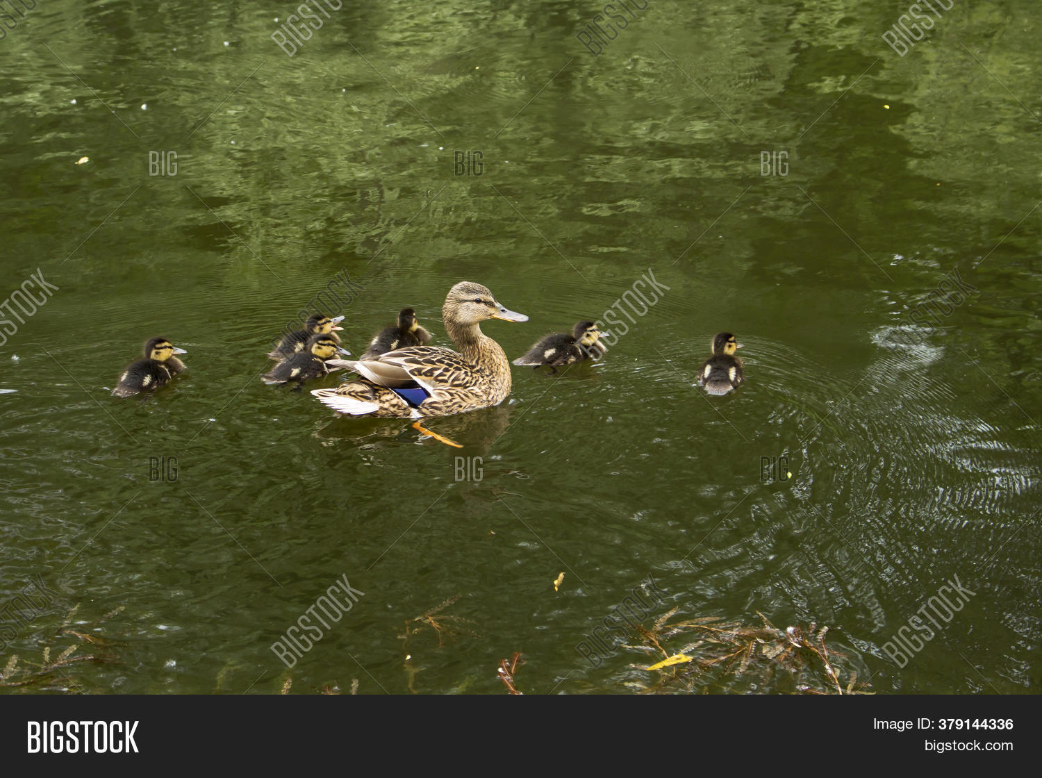 Female Duck Ducklings Image & Photo (Free Trial) | Bigstock