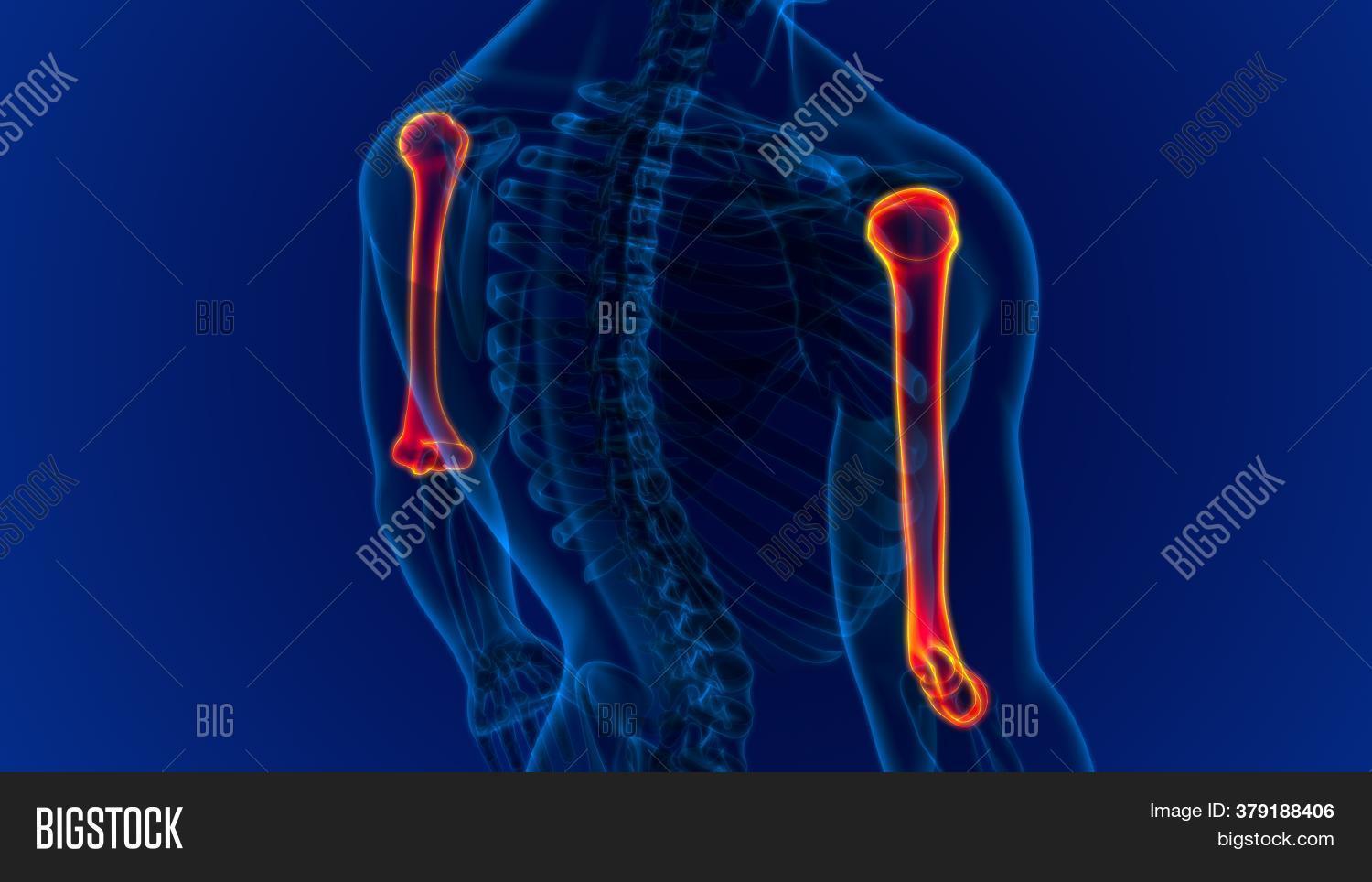 Human Skeleton Anatomy Image & Photo (Free Trial) | Bigstock