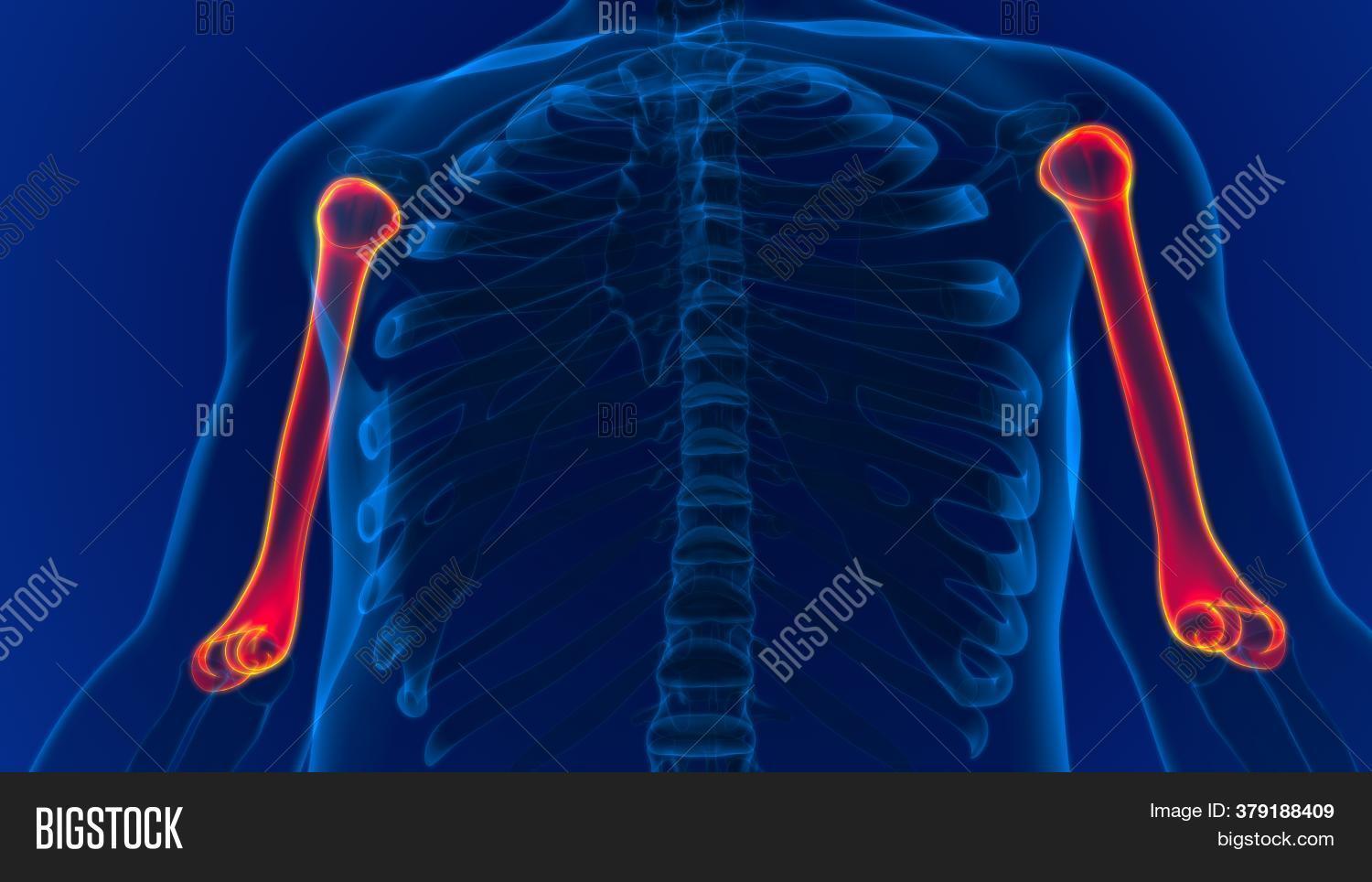 Human Skeleton Anatomy Image & Photo (Free Trial) | Bigstock