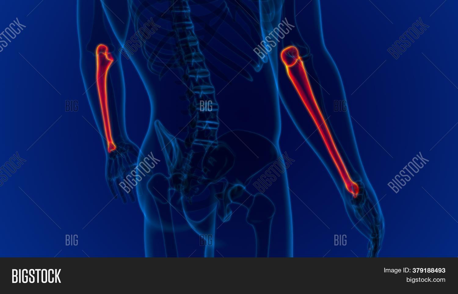 Human Skeleton Anatomy Image & Photo (Free Trial) | Bigstock