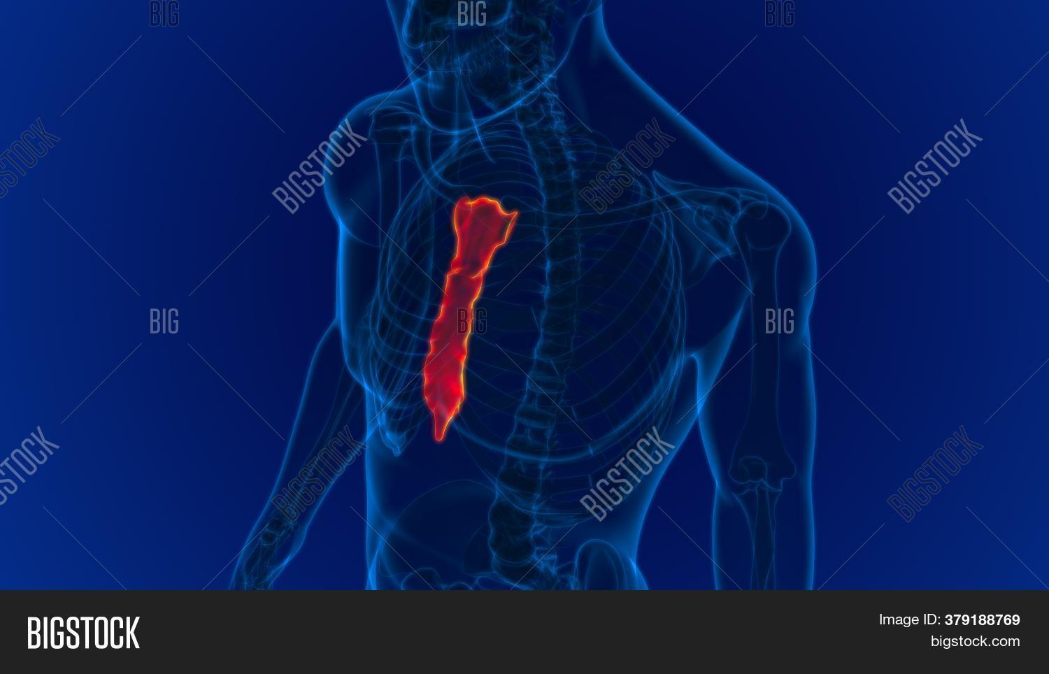 Human Skeleton Sternum Image & Photo (Free Trial) | Bigstock