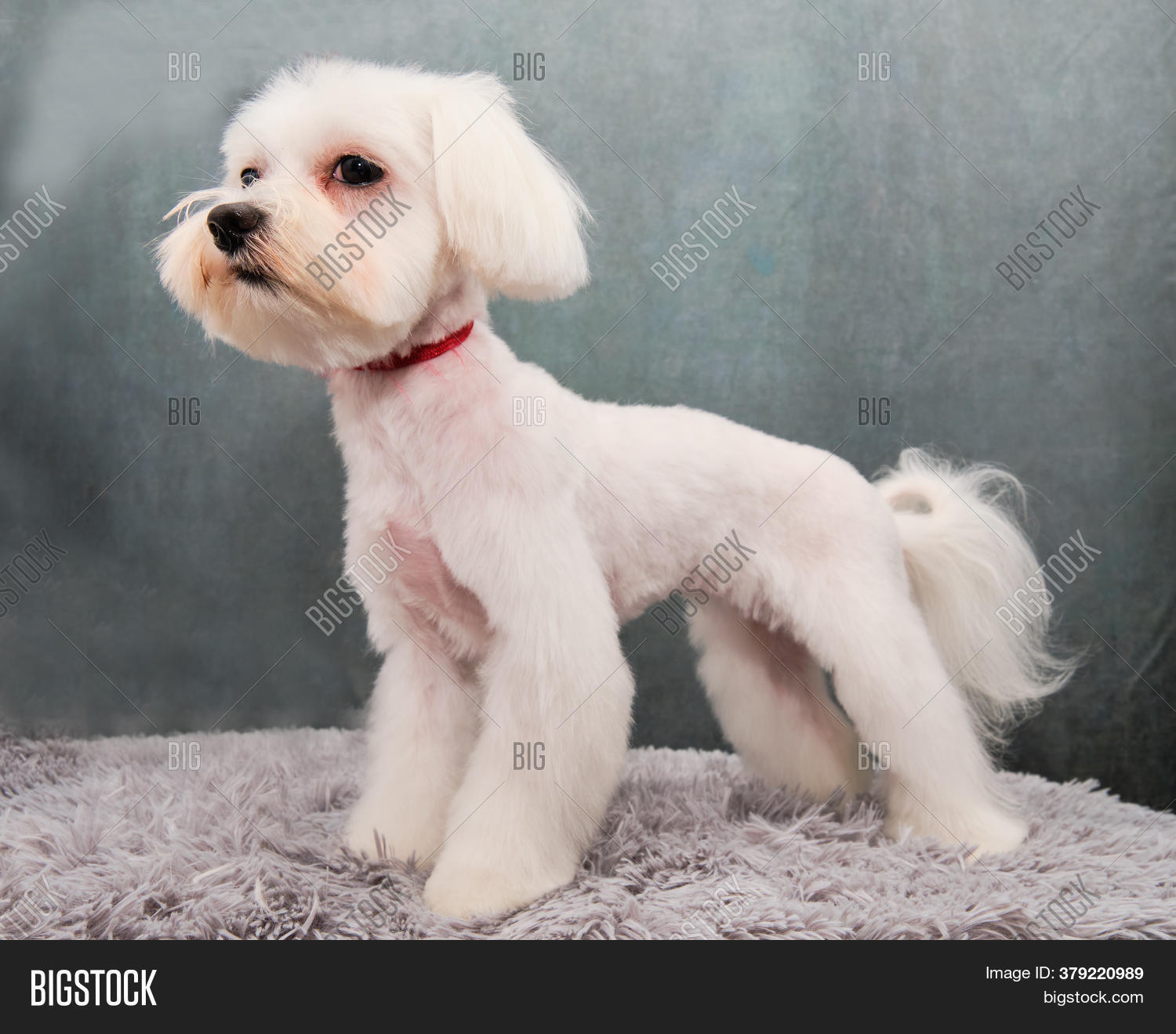 Maltese Dog Front Grey Image & Photo (Free Trial) | Bigstock