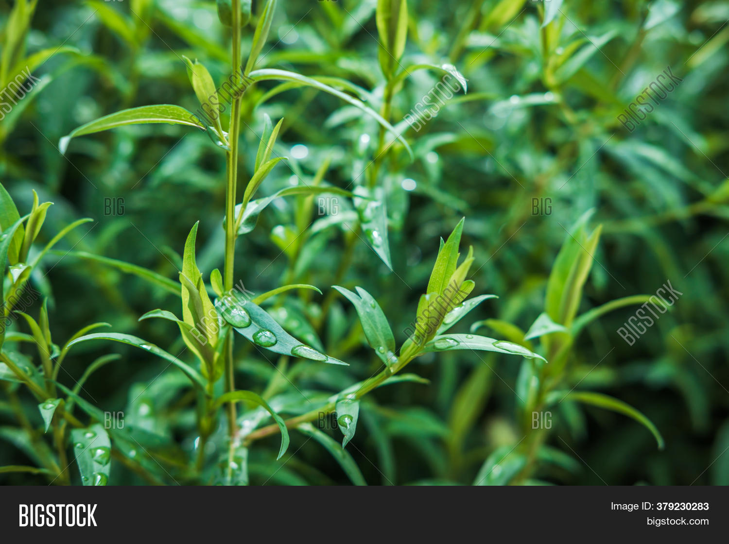 Greenery Texture Image & Photo (Free Trial) | Bigstock