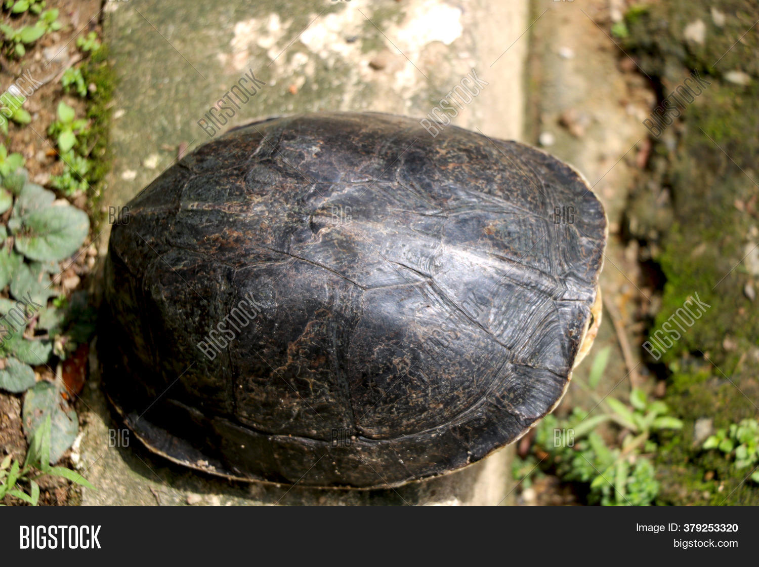 View Turtle Inside Image & Photo (Free Trial) | Bigstock