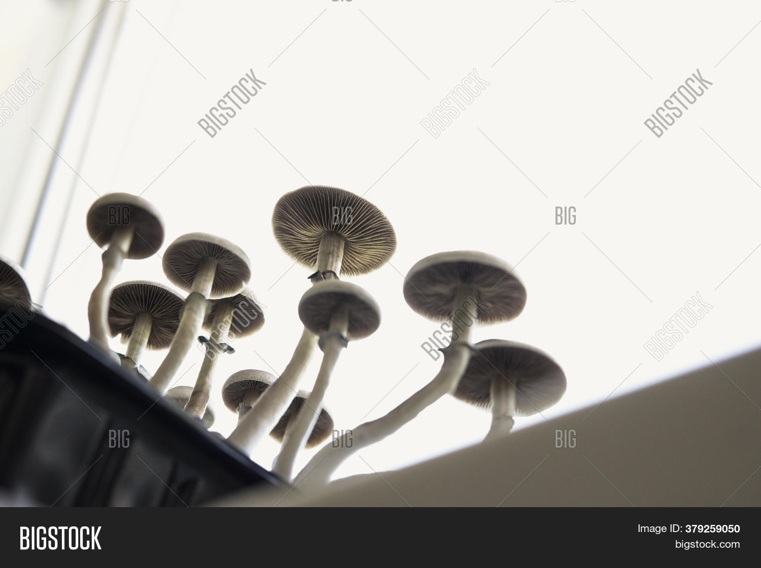 Growing Albino Strain Image & Photo (Free Trial) | Bigstock