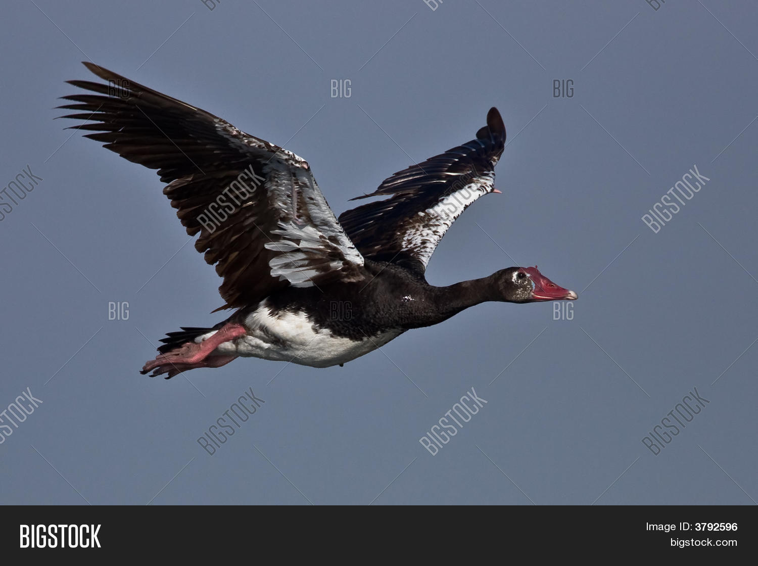 Spur-Winged Goose Image & Photo (Free Trial) | Bigstock
