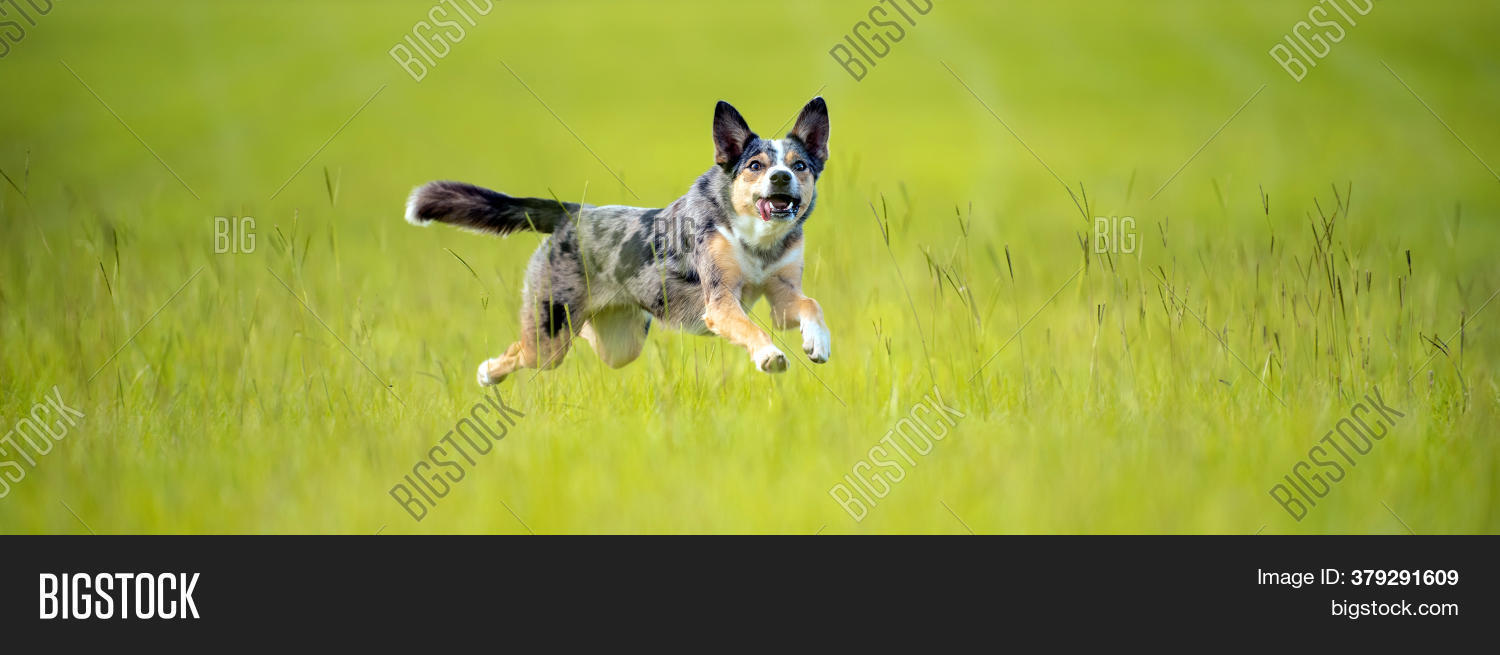 Koolie Australian Image & Photo (Free Trial) | Bigstock