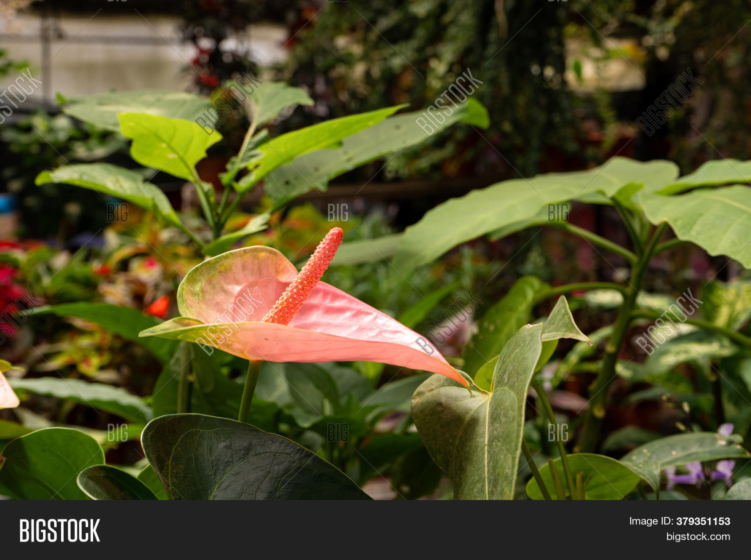 Anthurium Tropical Image & Photo (Free Trial) | Bigstock
