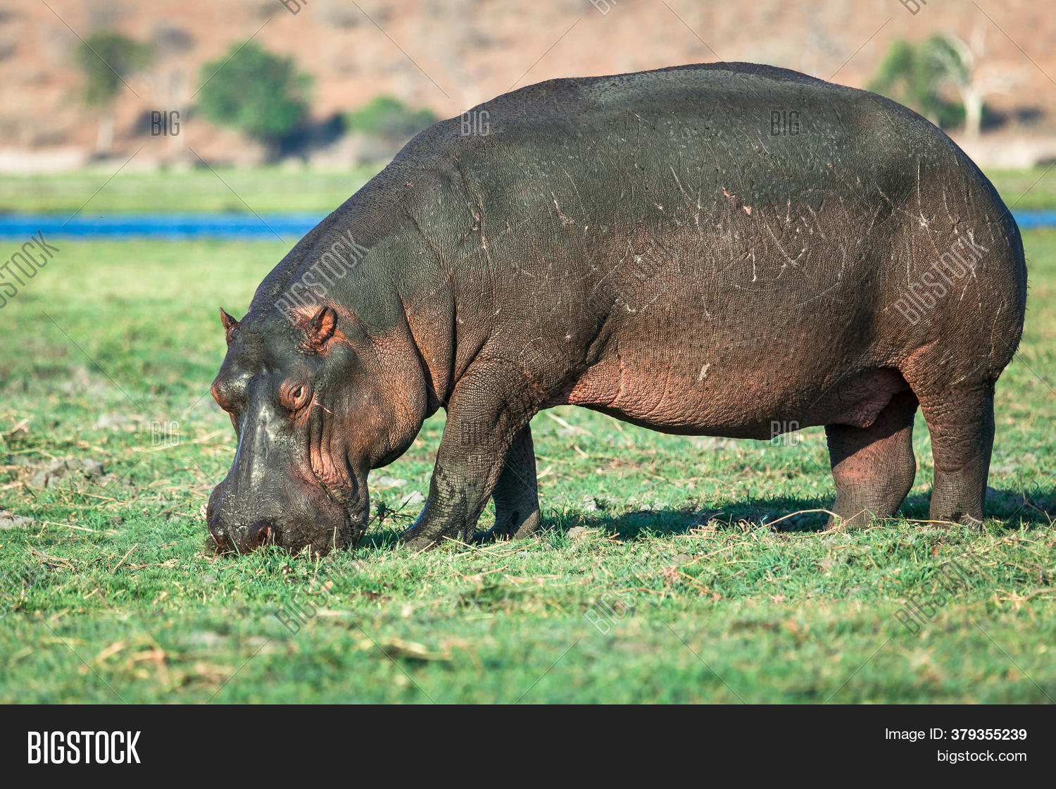Hippo Grazing River Image & Photo (Free Trial) | Bigstock