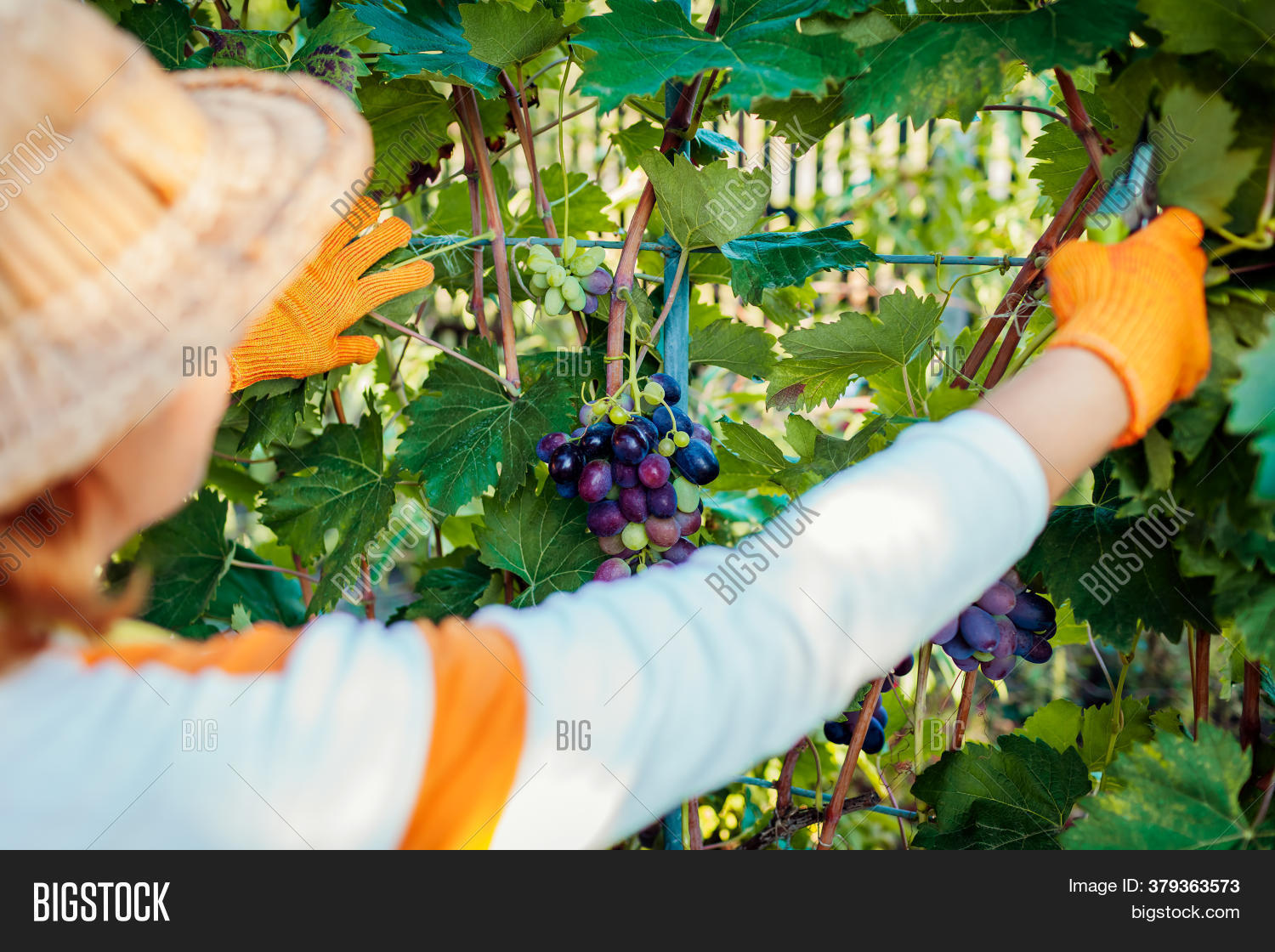 Farmer Picking Crop Image & Photo (Free Trial) | Bigstock