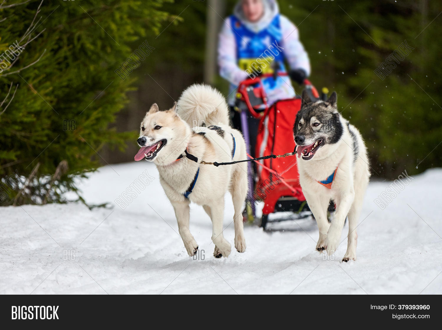 Husky Sled Dog Racing Image & Photo (Free Trial) | Bigstock