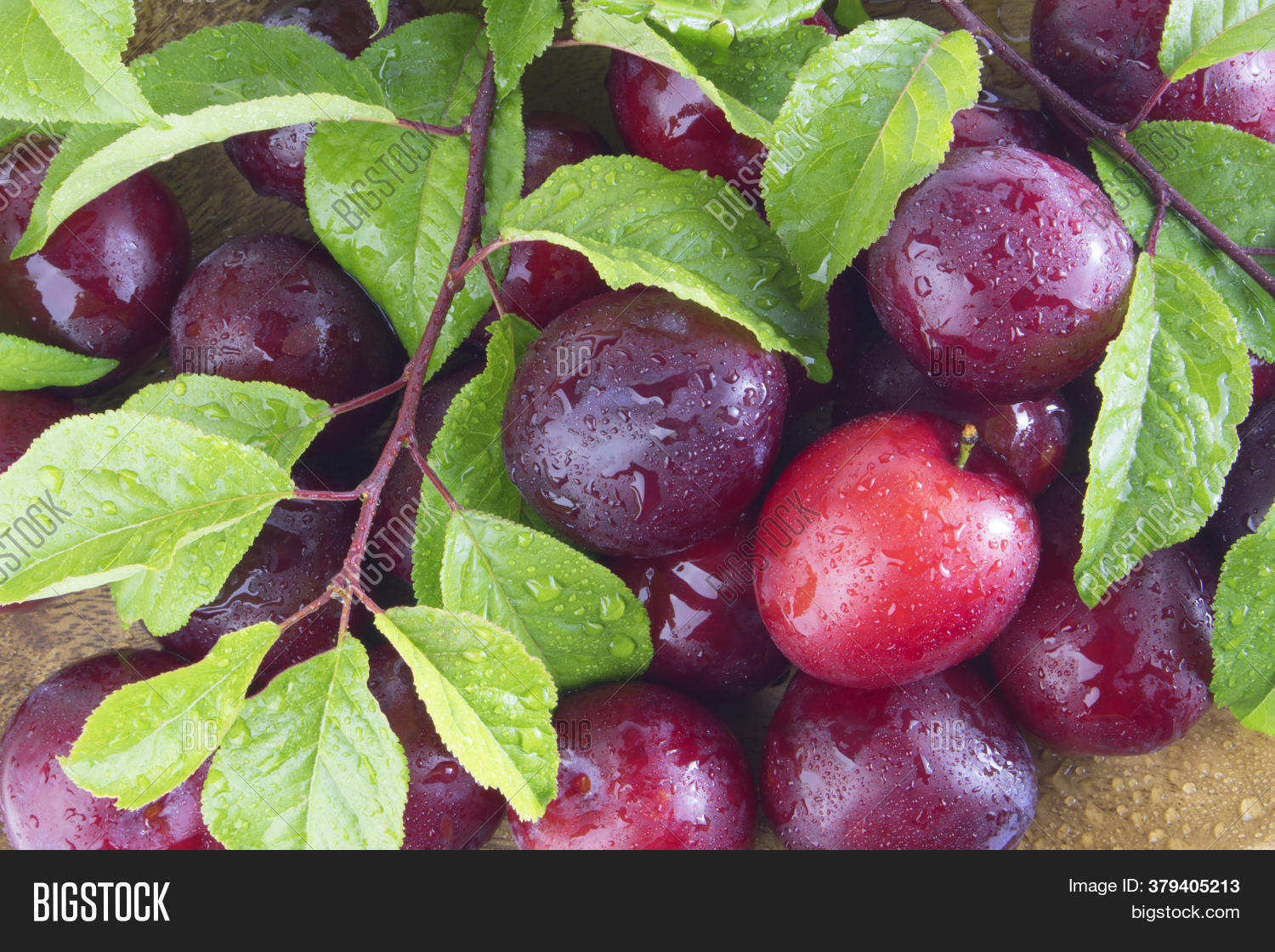 Fresh Plums Leaves Image & Photo (Free Trial) | Bigstock