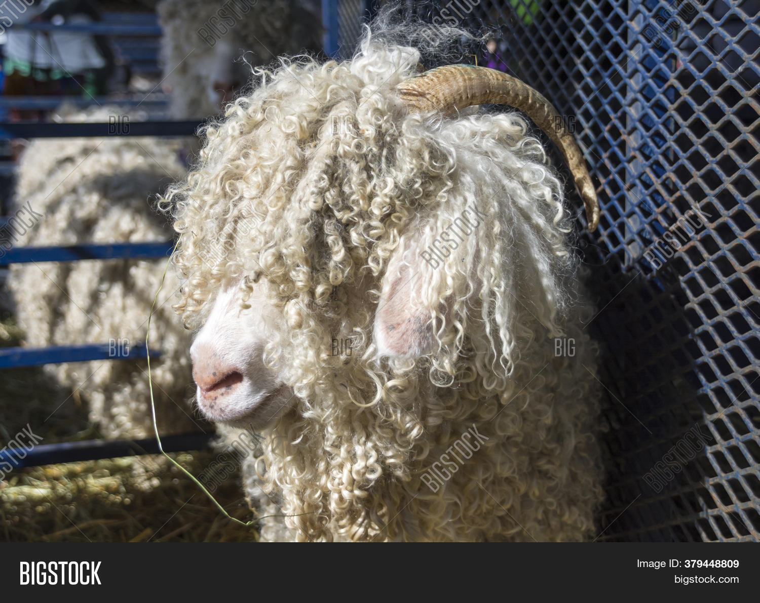 Angora Goat Long White Image & Photo (Free Trial) | Bigstock