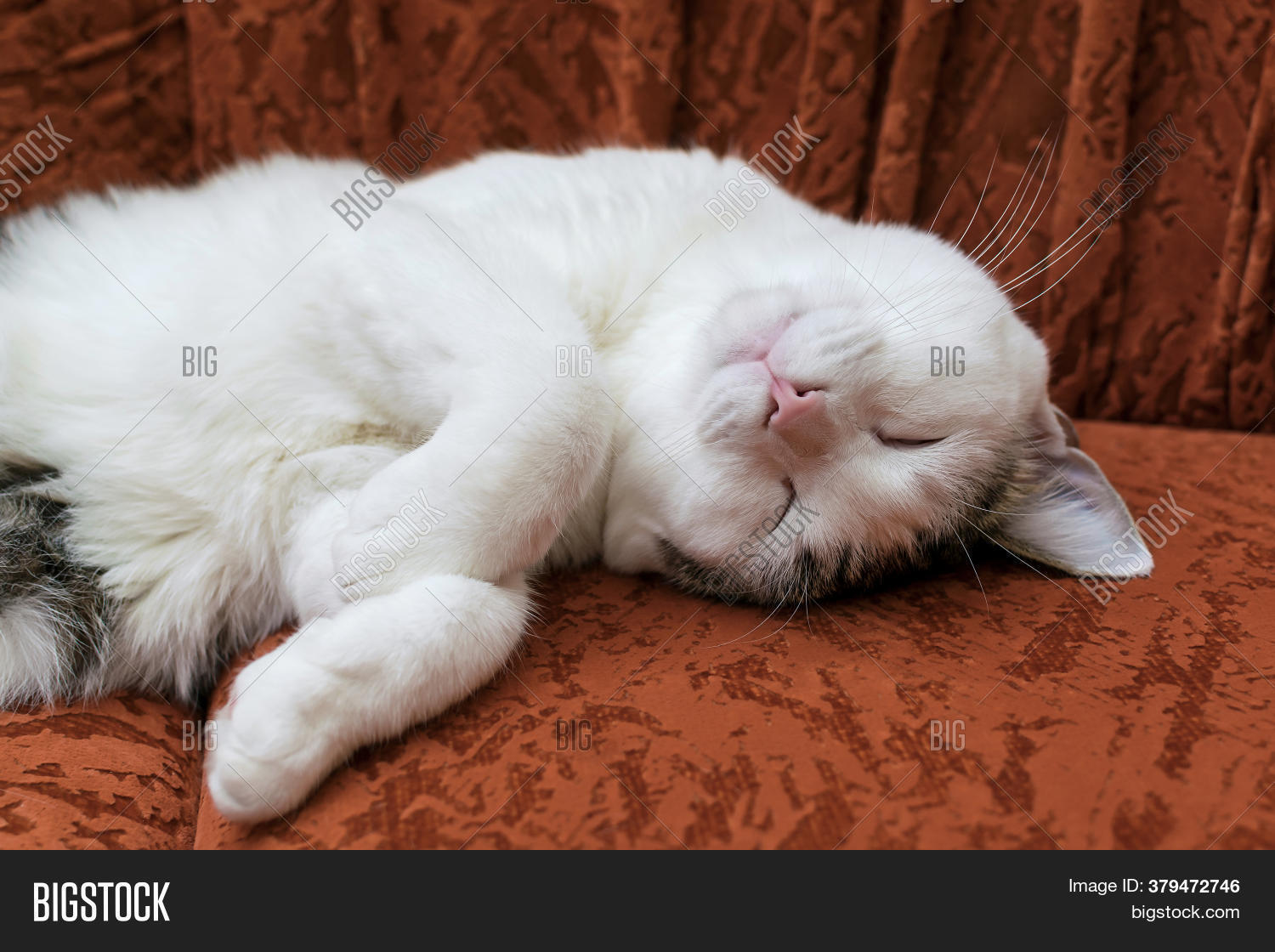 White Cat Napping On Image & Photo (Free Trial) | Bigstock