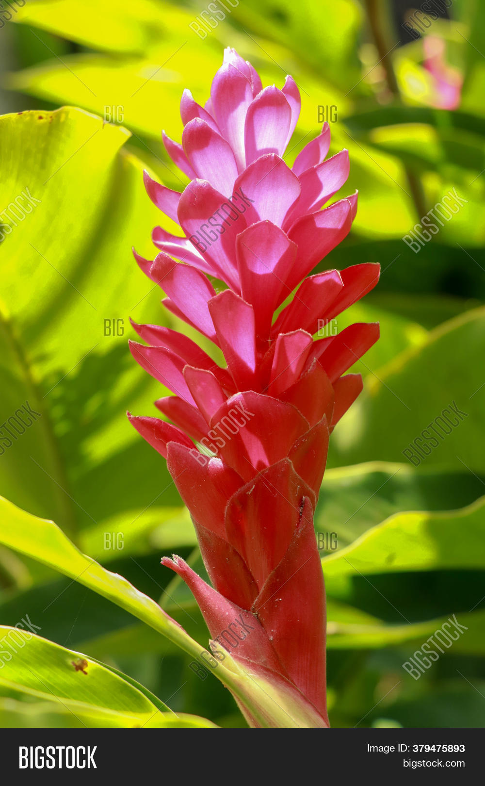 Red Ginger Flower Image & Photo (Free Trial) | Bigstock