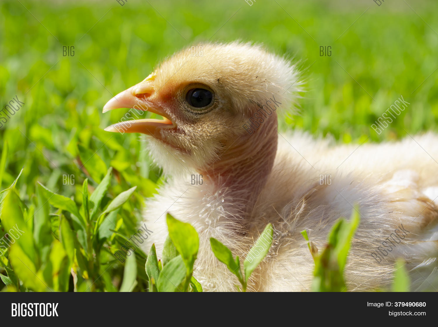 Naked Neck Chicken On Image & Photo (Free Trial) | Bigstock
