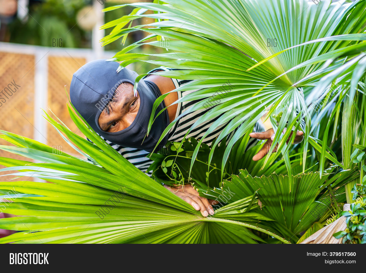 Robber Hiding Behind Image & Photo (Free Trial) | Bigstock