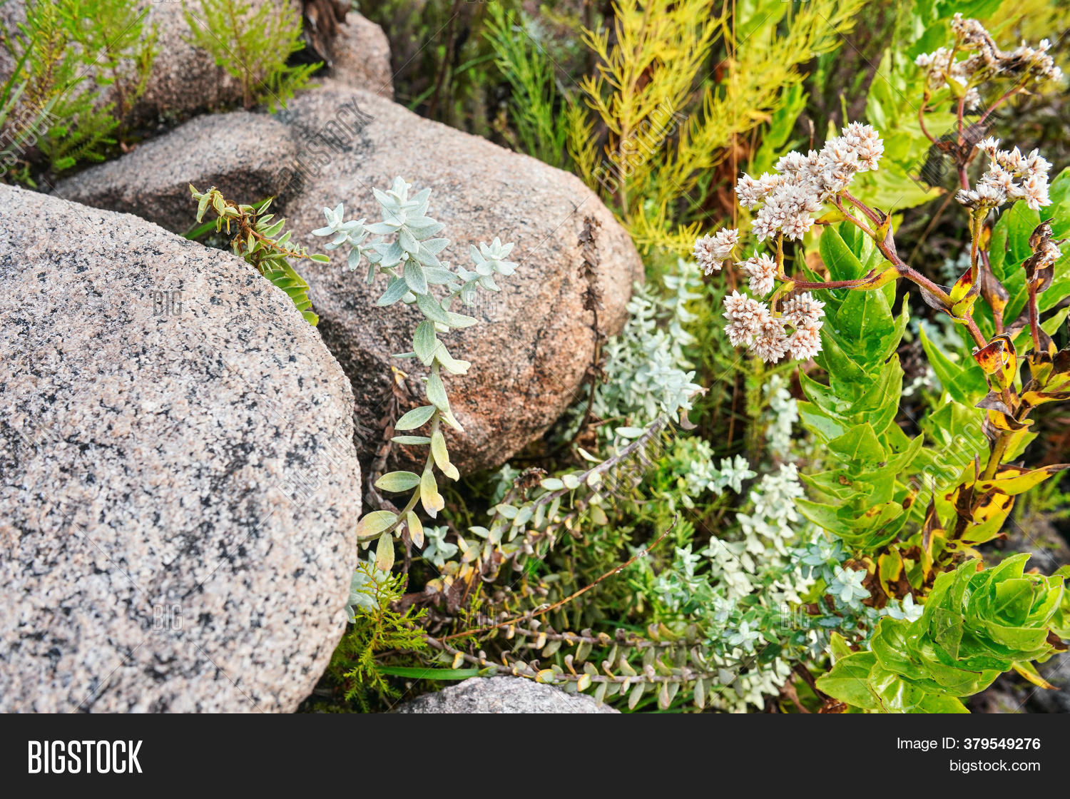 Local Flora - Grass Image & Photo (Free Trial) | Bigstock