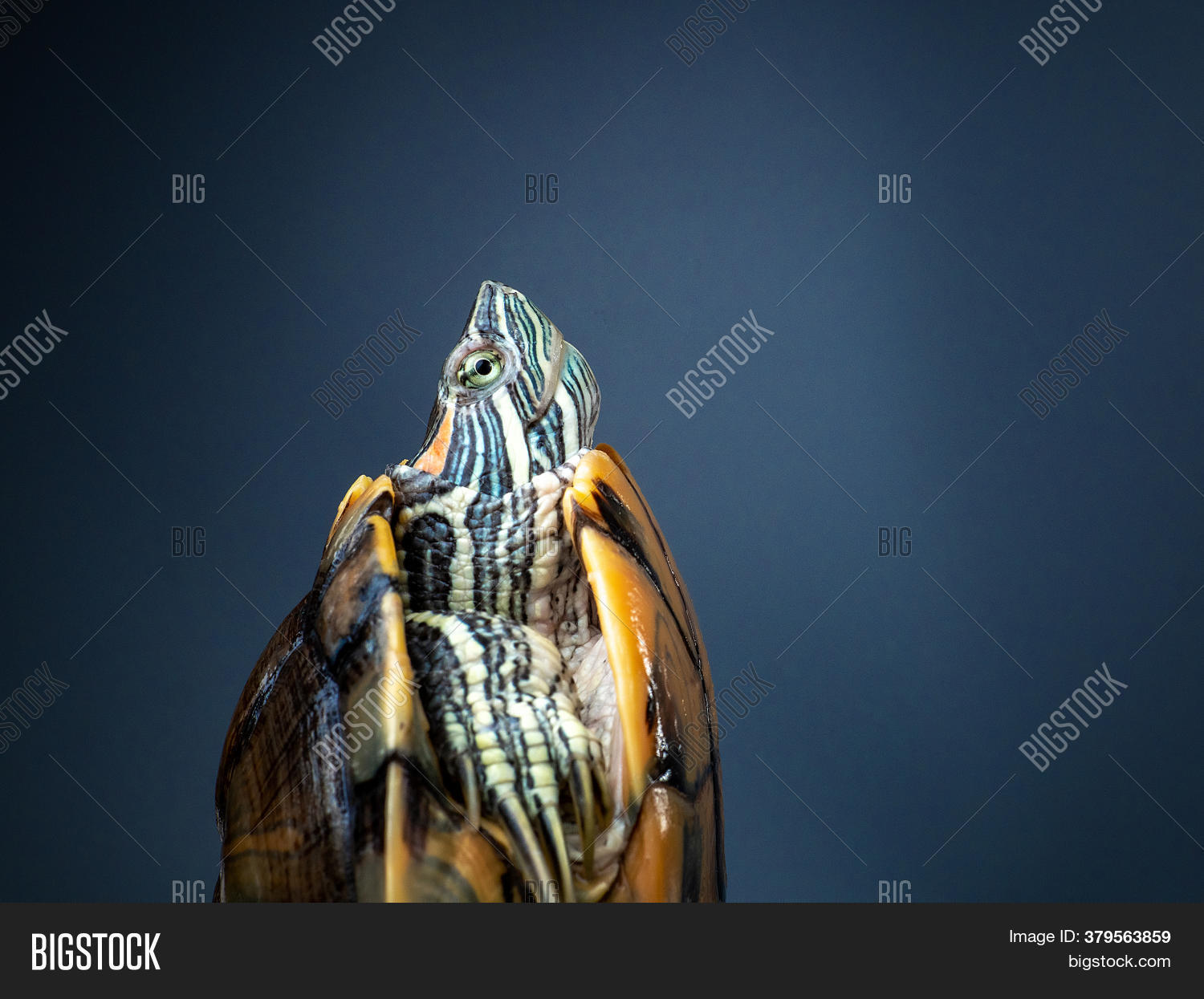 Side View Pet Turtle Image & Photo (Free Trial) | Bigstock