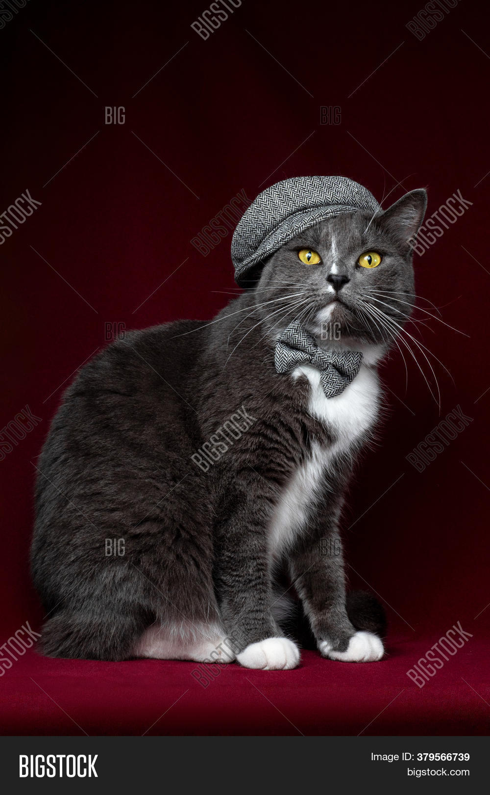 Elegant Gray Cat Image & Photo (Free Trial) | Bigstock